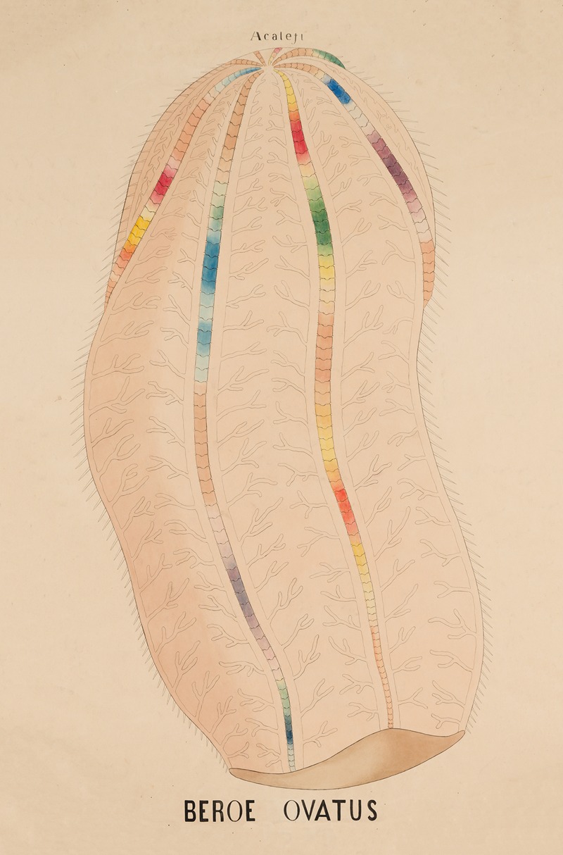 Beroe ovatus - Artvee