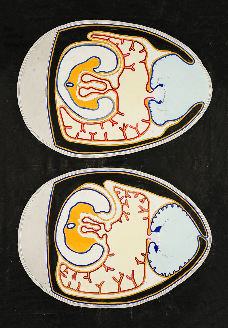 Bird embryonic development - Artvee
