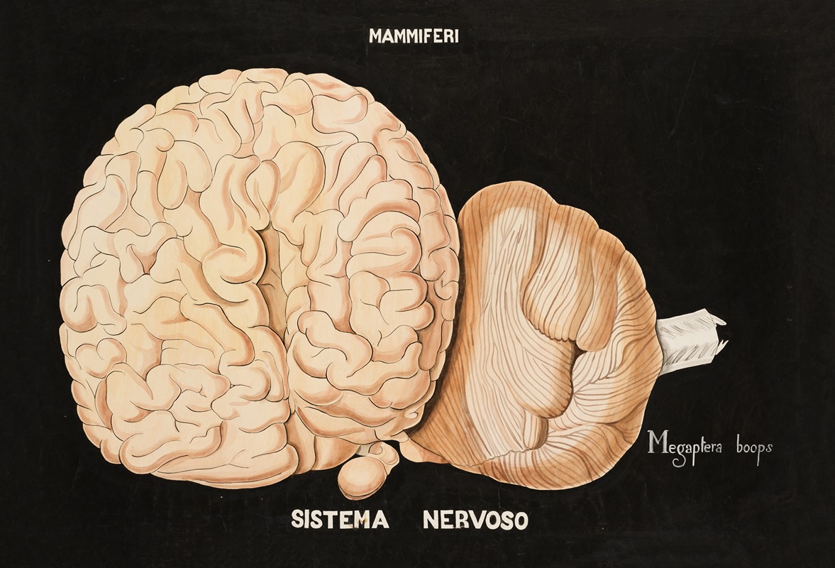 Brain of a humpback whale (Megaptera novaeangliae) - Artvee