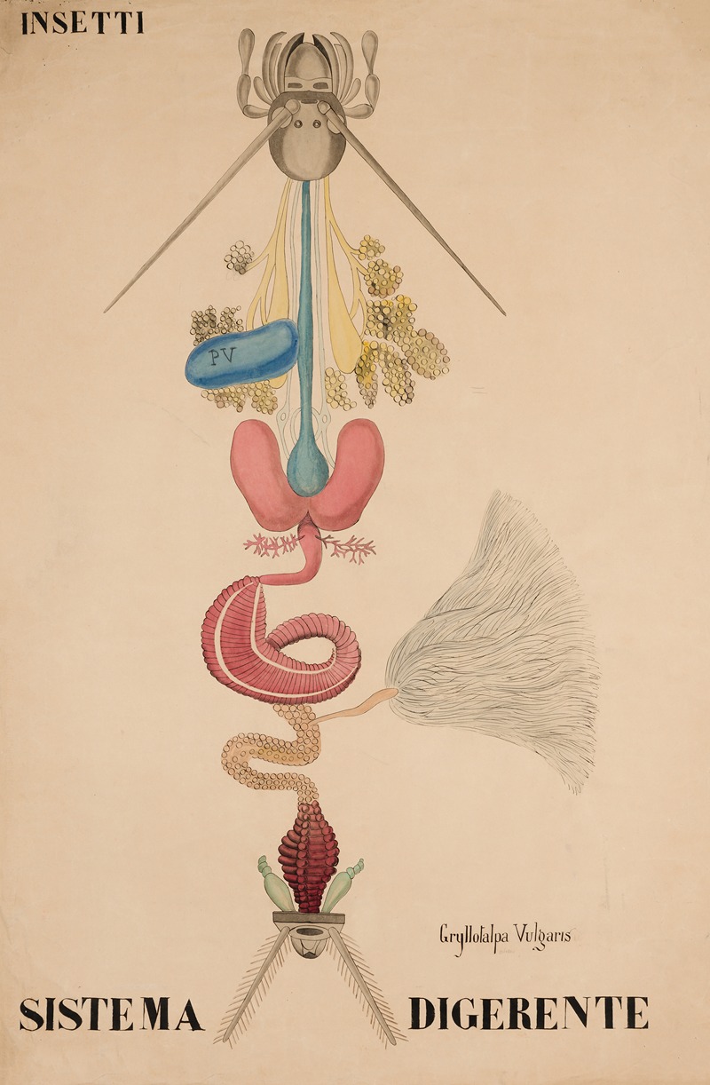 Digestive system of the European mole cricket (Gryllotalpa Vulgaris ...