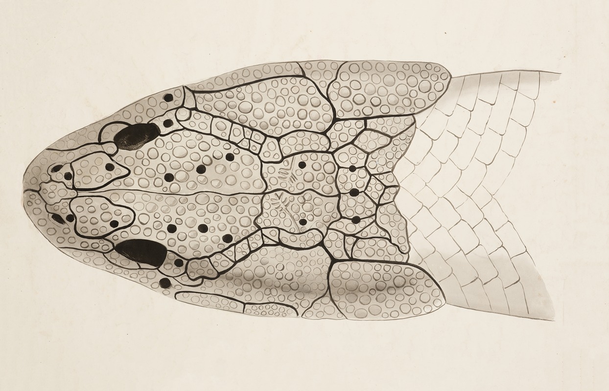Dorsal skull of Polypterus - Artvee