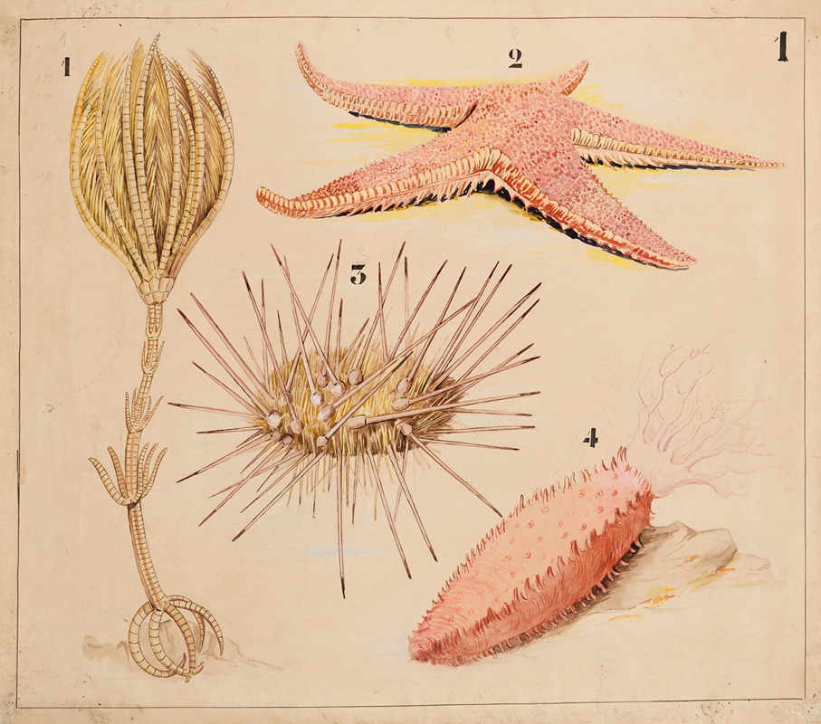 Echinoderm - Artvee
