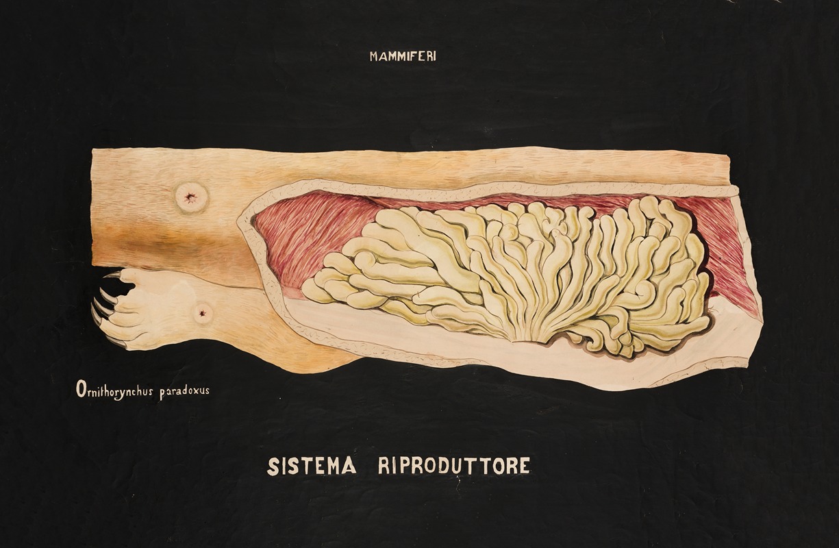 Reproductive system of the Platypus (Ornithorhynchus anatinus) - Artvee