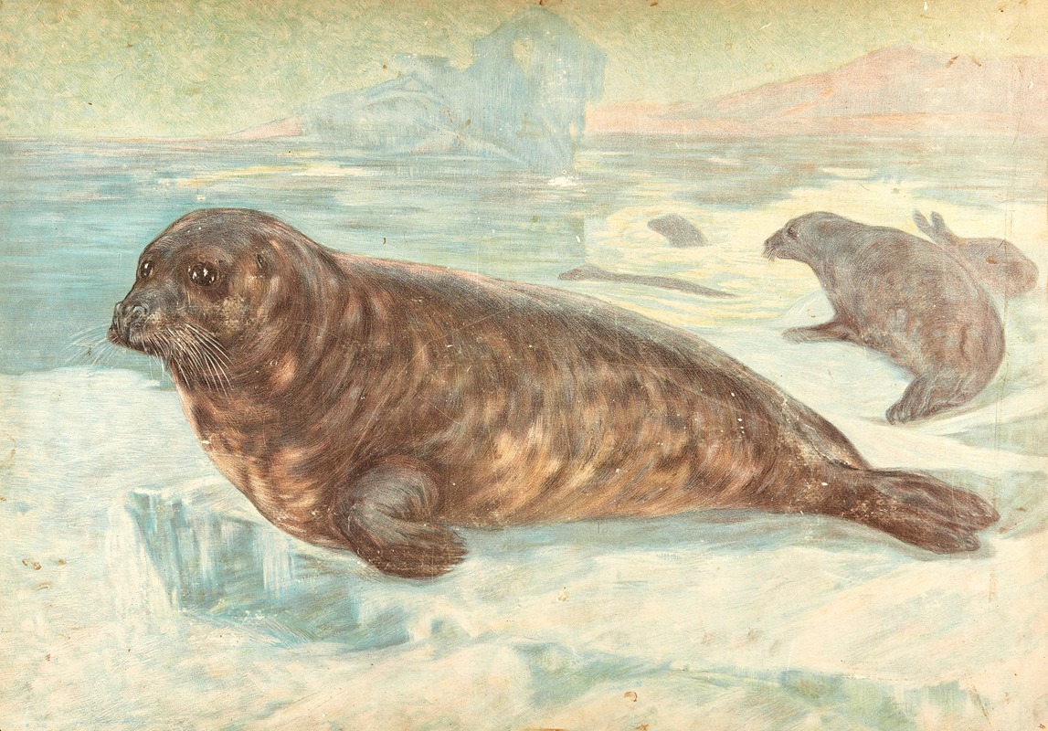Harp seal - Artvee