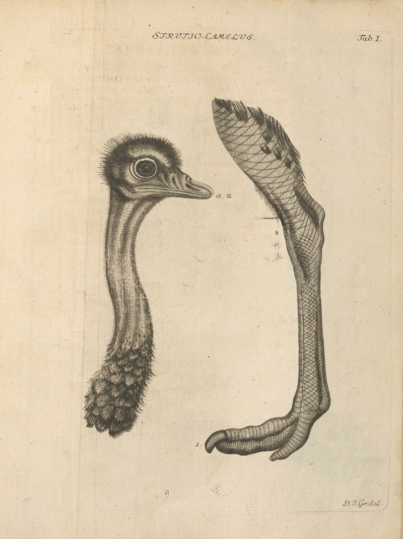 Stemmata avivm (Bird Genealogy) - Artvee