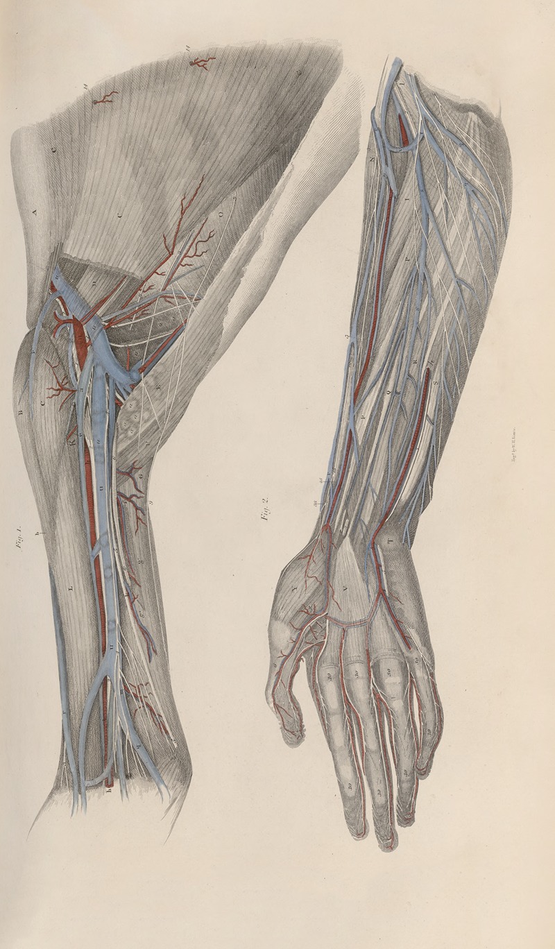 A system of anatomical plates of the human body Pl.020 - Artvee