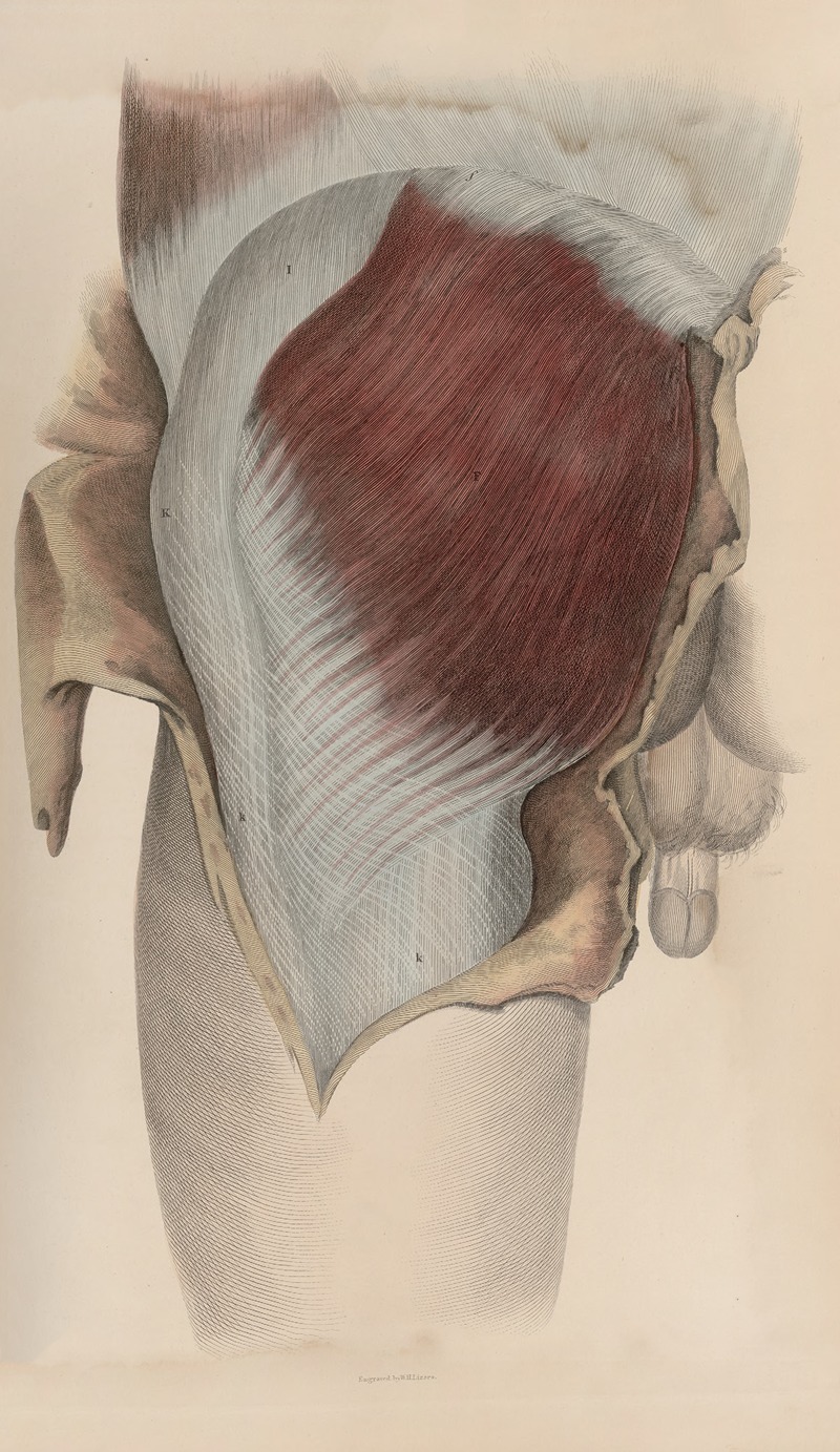 A system of anatomical plates of the human body Pl.048 - Artvee