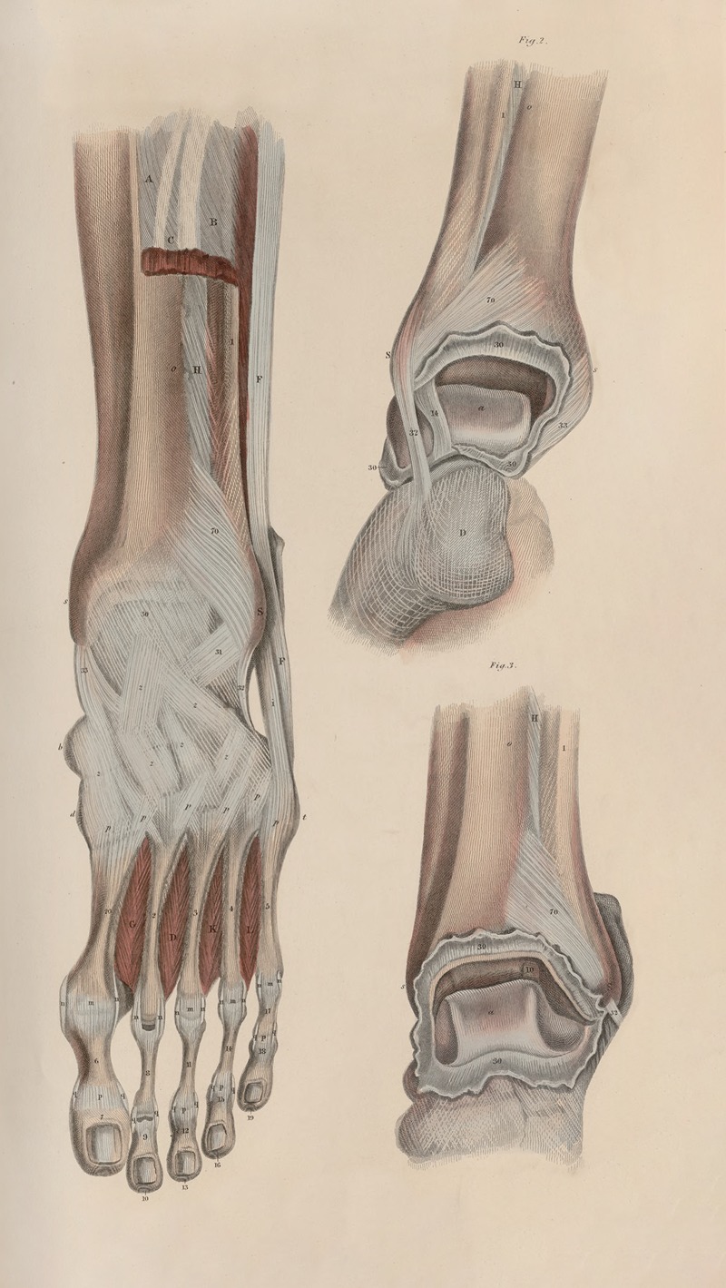 A system of anatomical plates of the human body Pl.057 - Artvee
