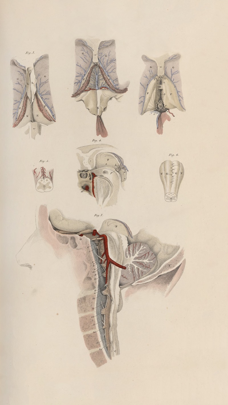 A system of anatomical plates of the human body Pl.064 - Artvee