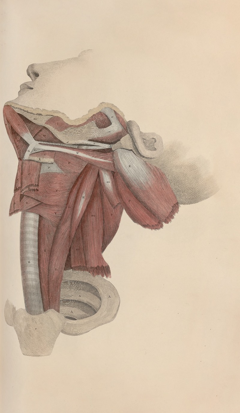 A system of anatomical plates of the human body Pl.073 - Artvee