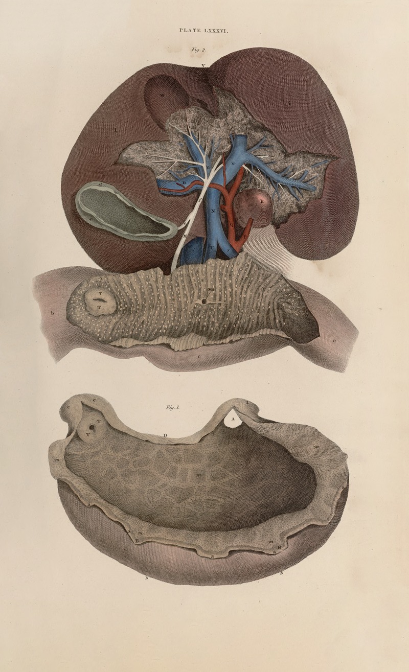A system of anatomical plates of the human body Pl.089 - Artvee