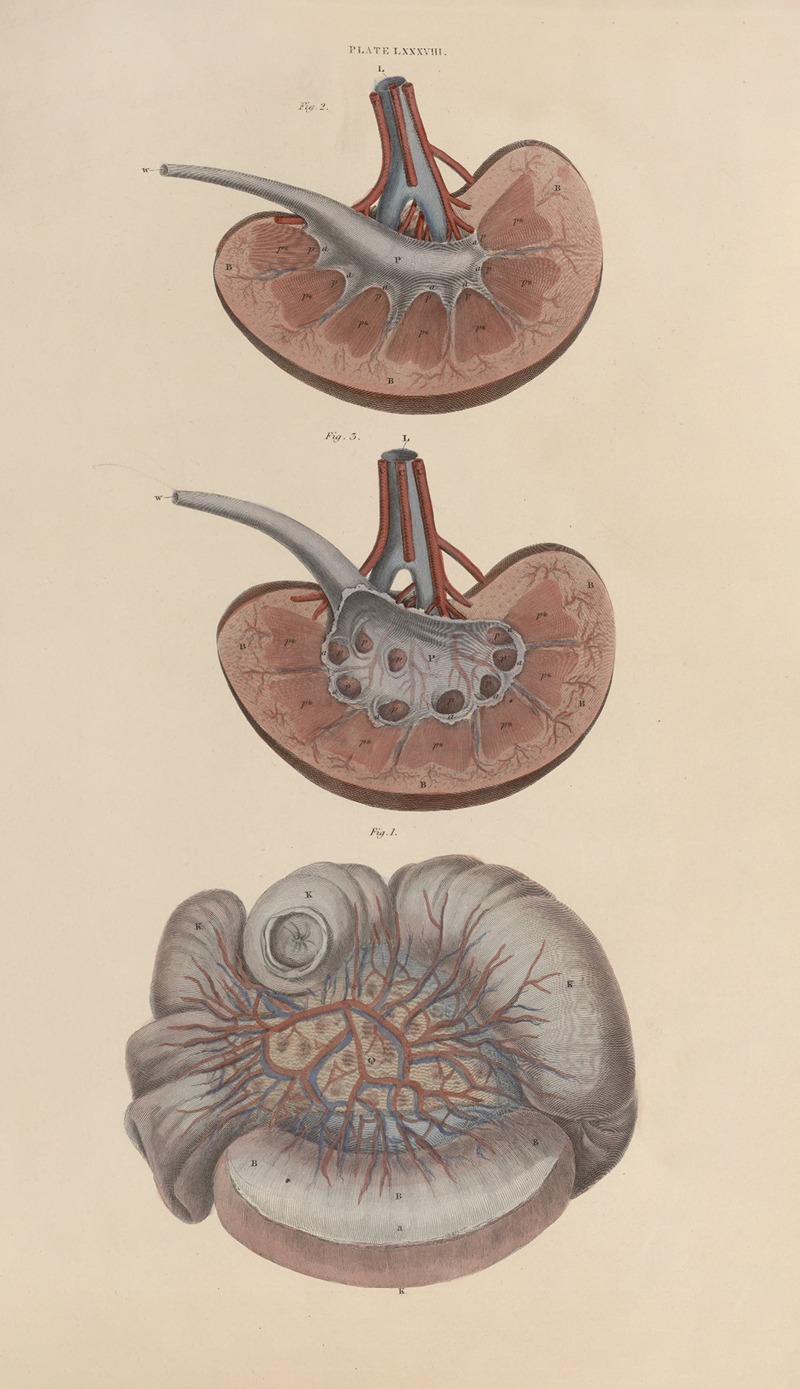 A system of anatomical plates of the human body Pl.091 - Artvee