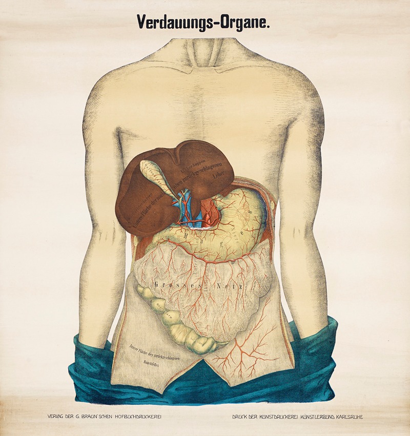 Anatomy Plates - Artvee