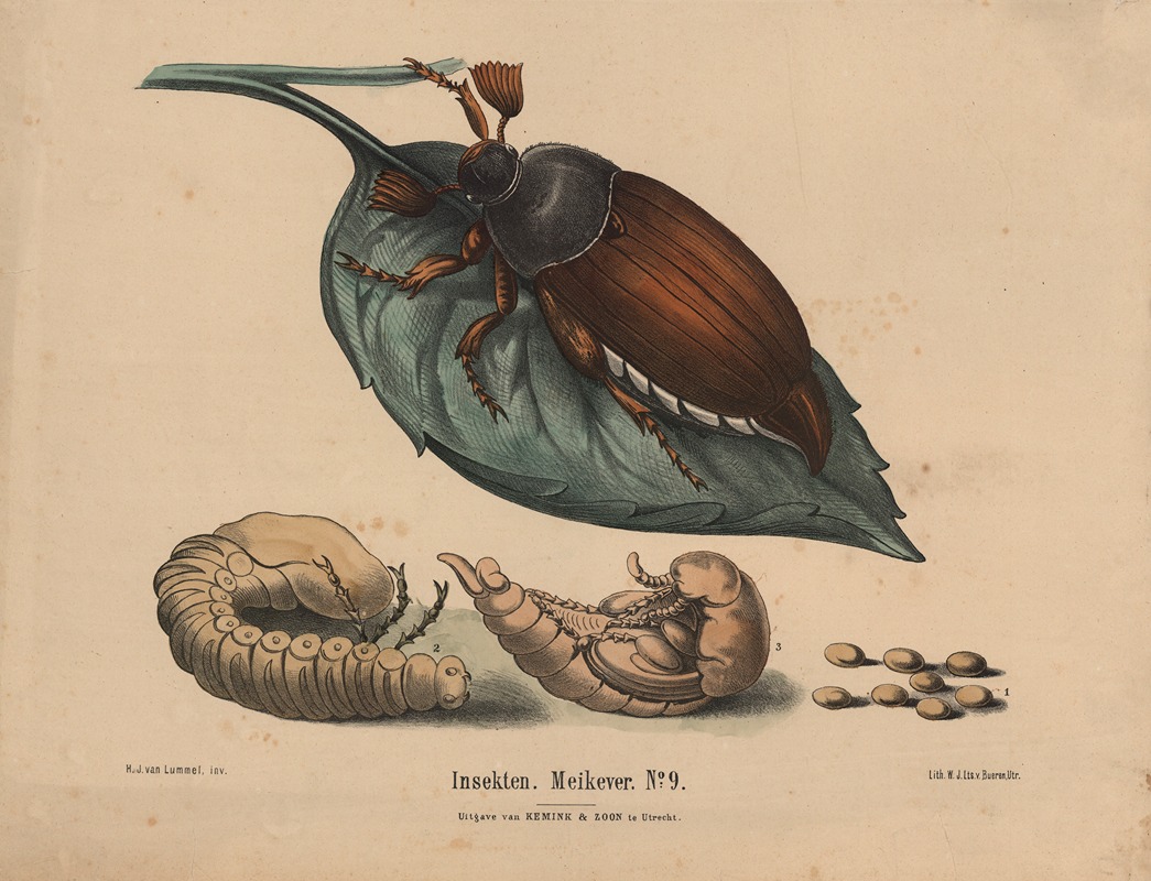 Insekten. Meikever No. 9 - Artvee