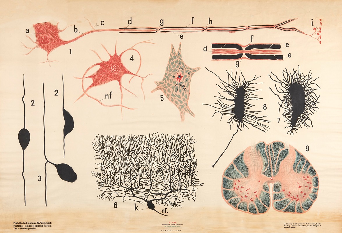 Nerve tissue. - Artvee