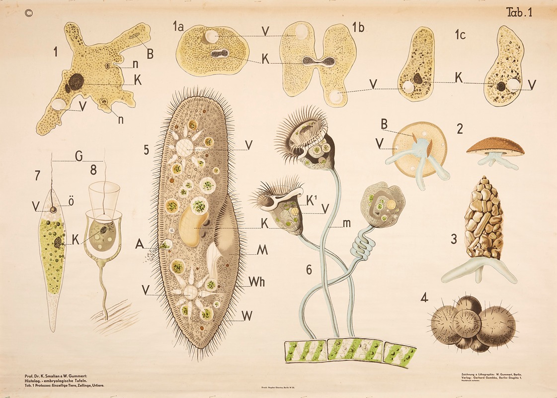 Protozoa; Single-celled organisms. - Artvee