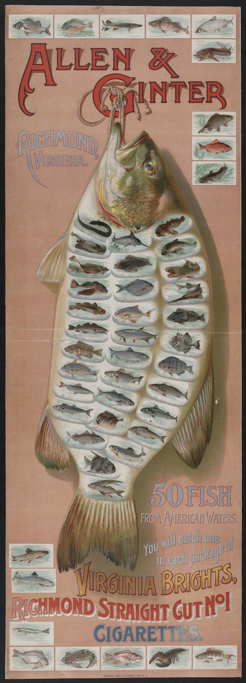 fish from American waters - Artvee