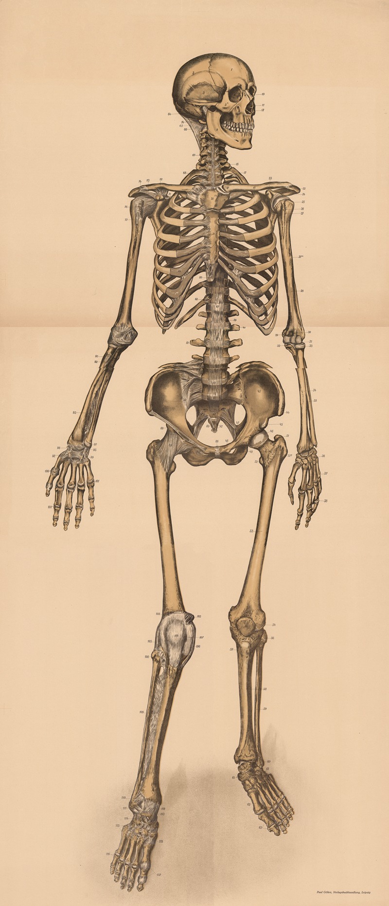Frohse's anatomical charts - Artvee