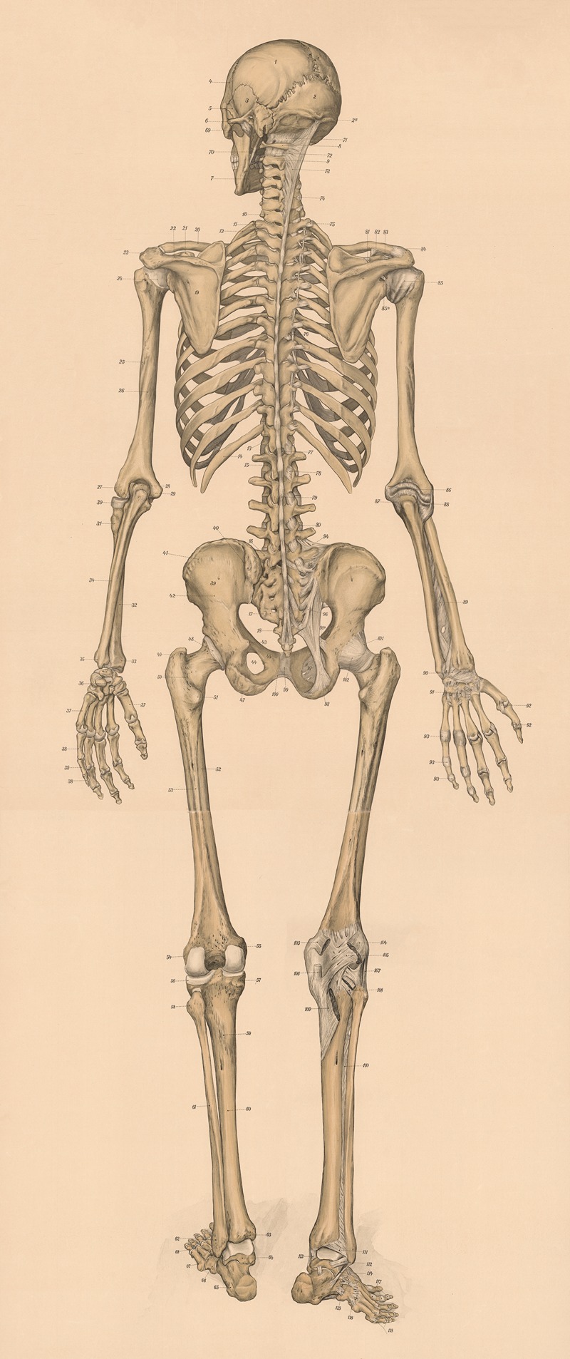 The skeleton from behind - Artvee