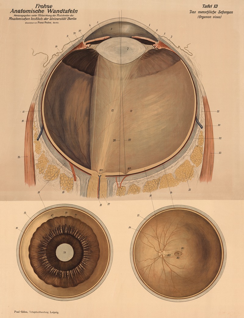 The human visual organ - Artvee