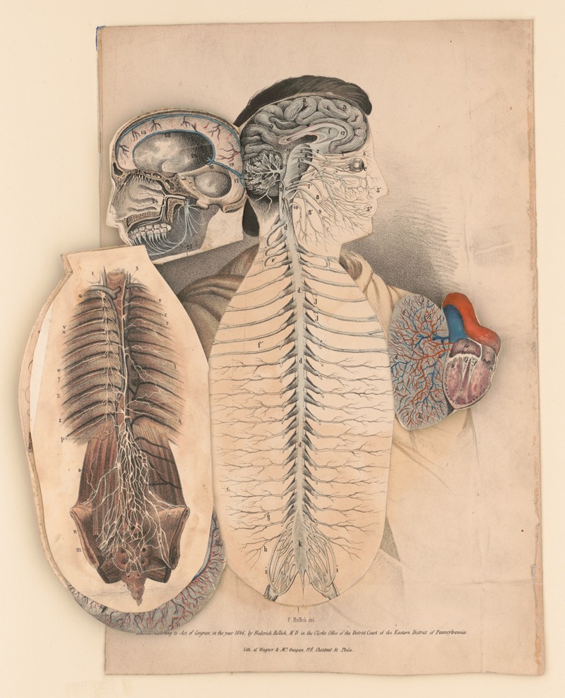 Dissected view of the human organization to facilitate the study of ...